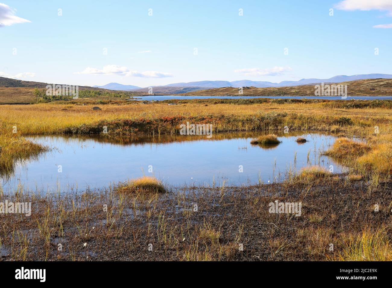 Fall in Norway, view of the swamp in the Forollhogna National Park ...