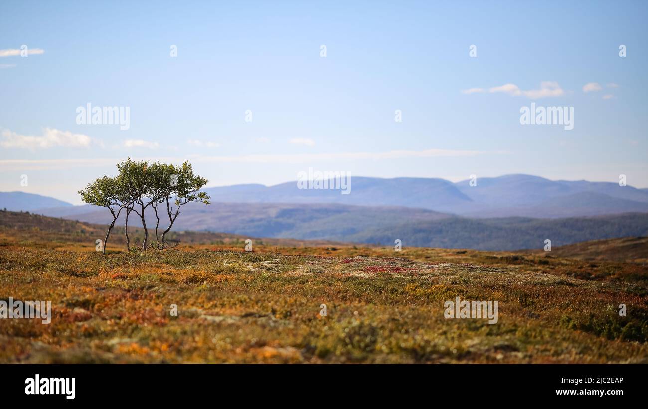 Fall in Norway, view of the swamp in the Forollhogna National Park ...