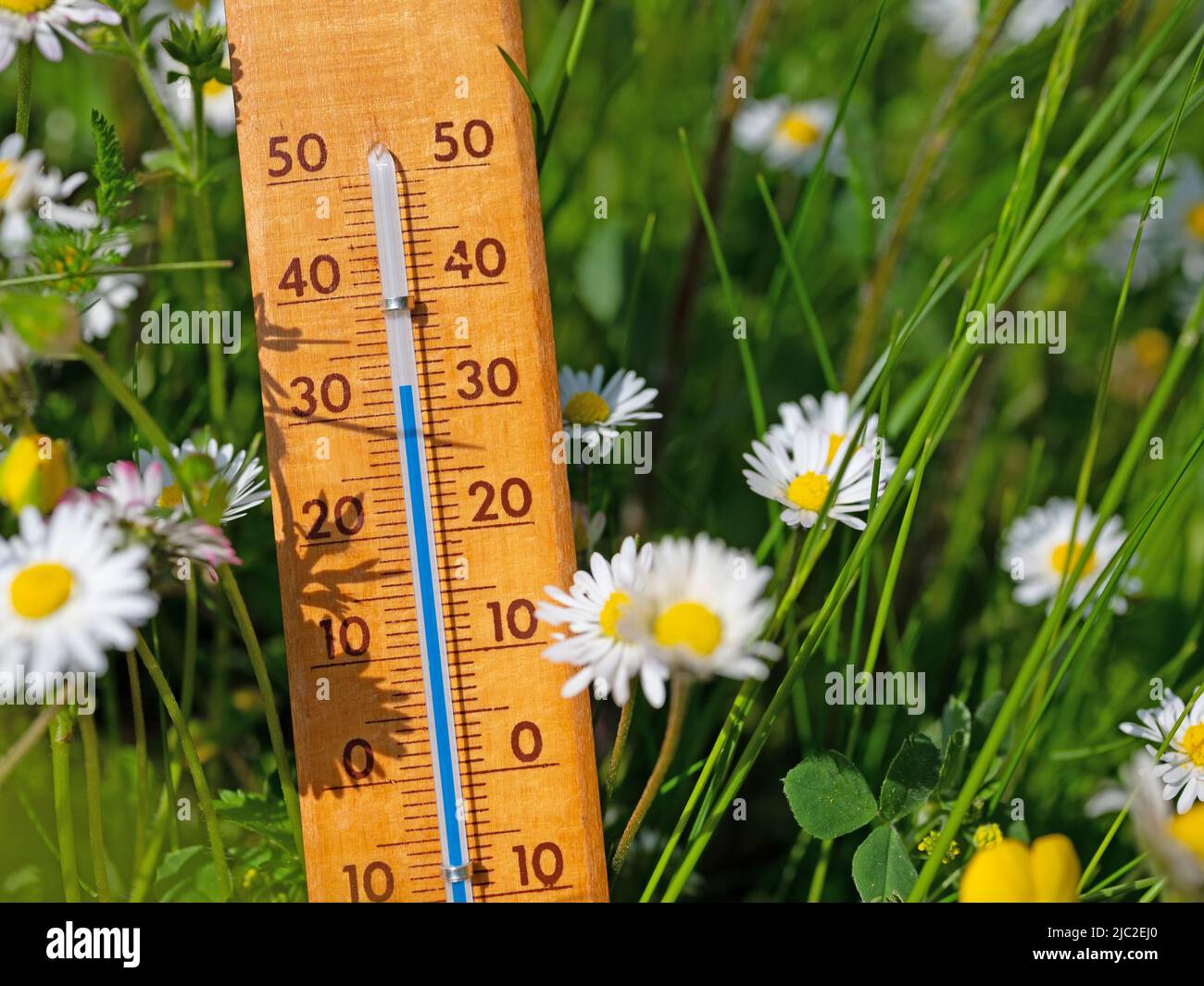 Thermometer on a flower meadow in the summer heat Stock Photo - Alamy