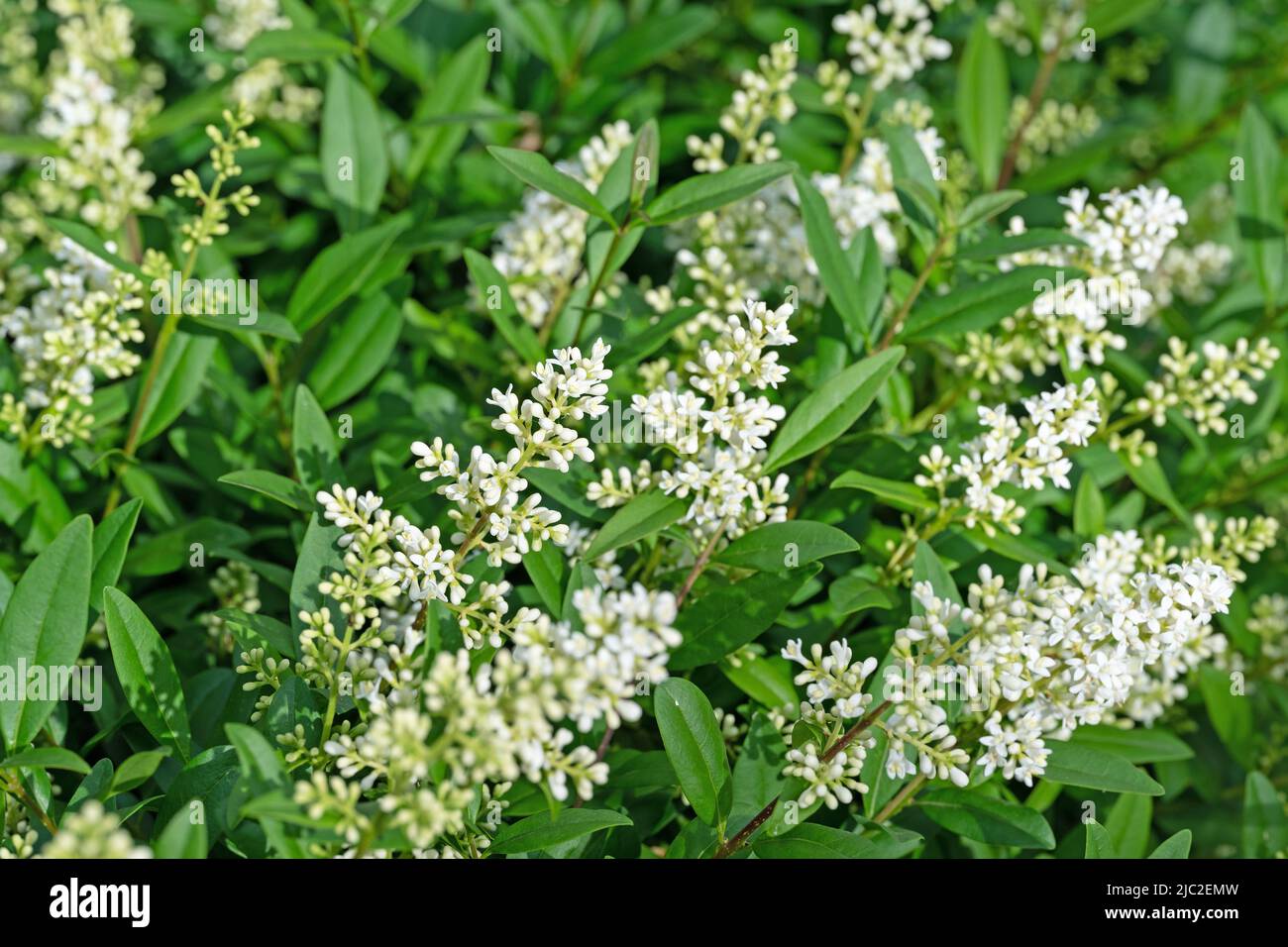 Flowering privet, Ligustrum, in early summer Stock Photo - Alamy