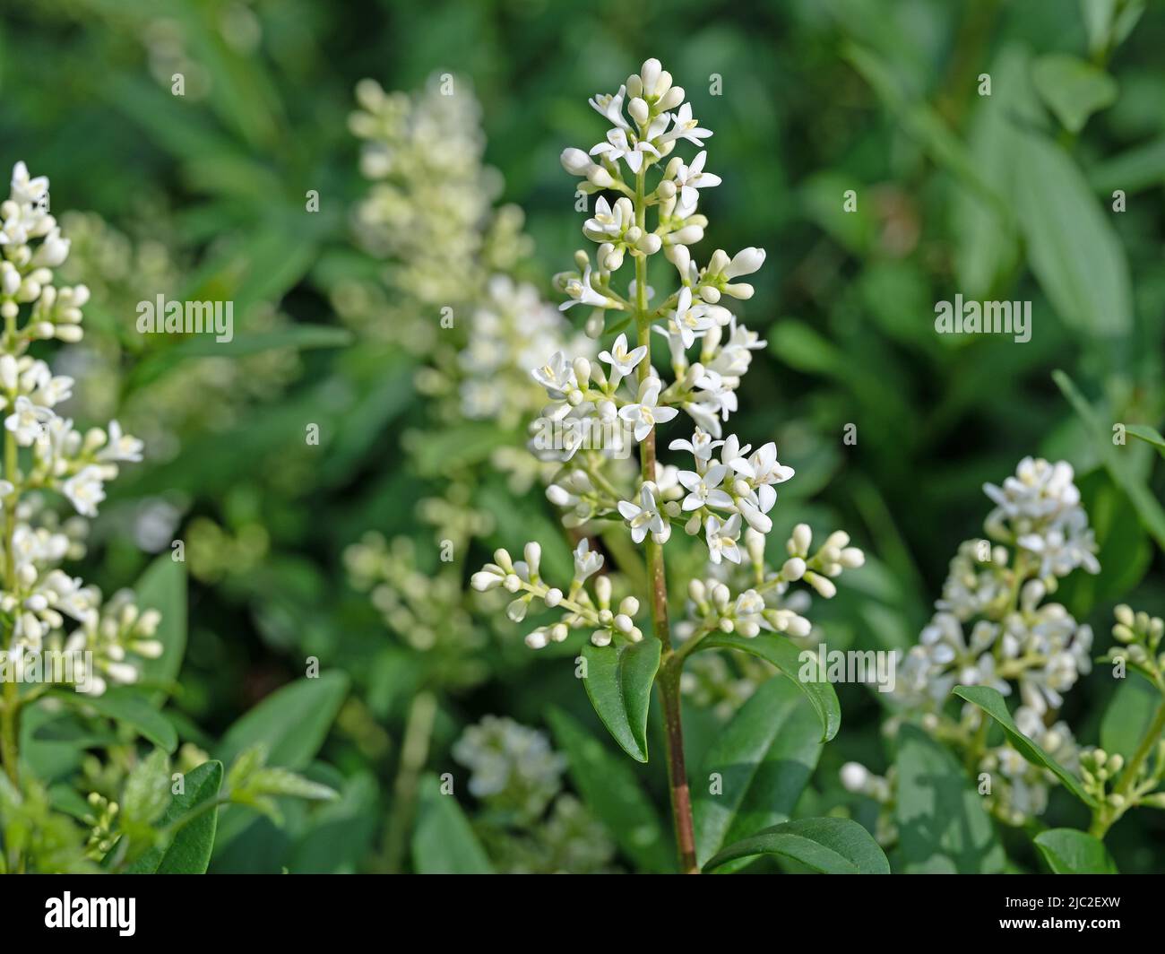 Flowering privet, Ligustrum, in early summer Stock Photo - Alamy