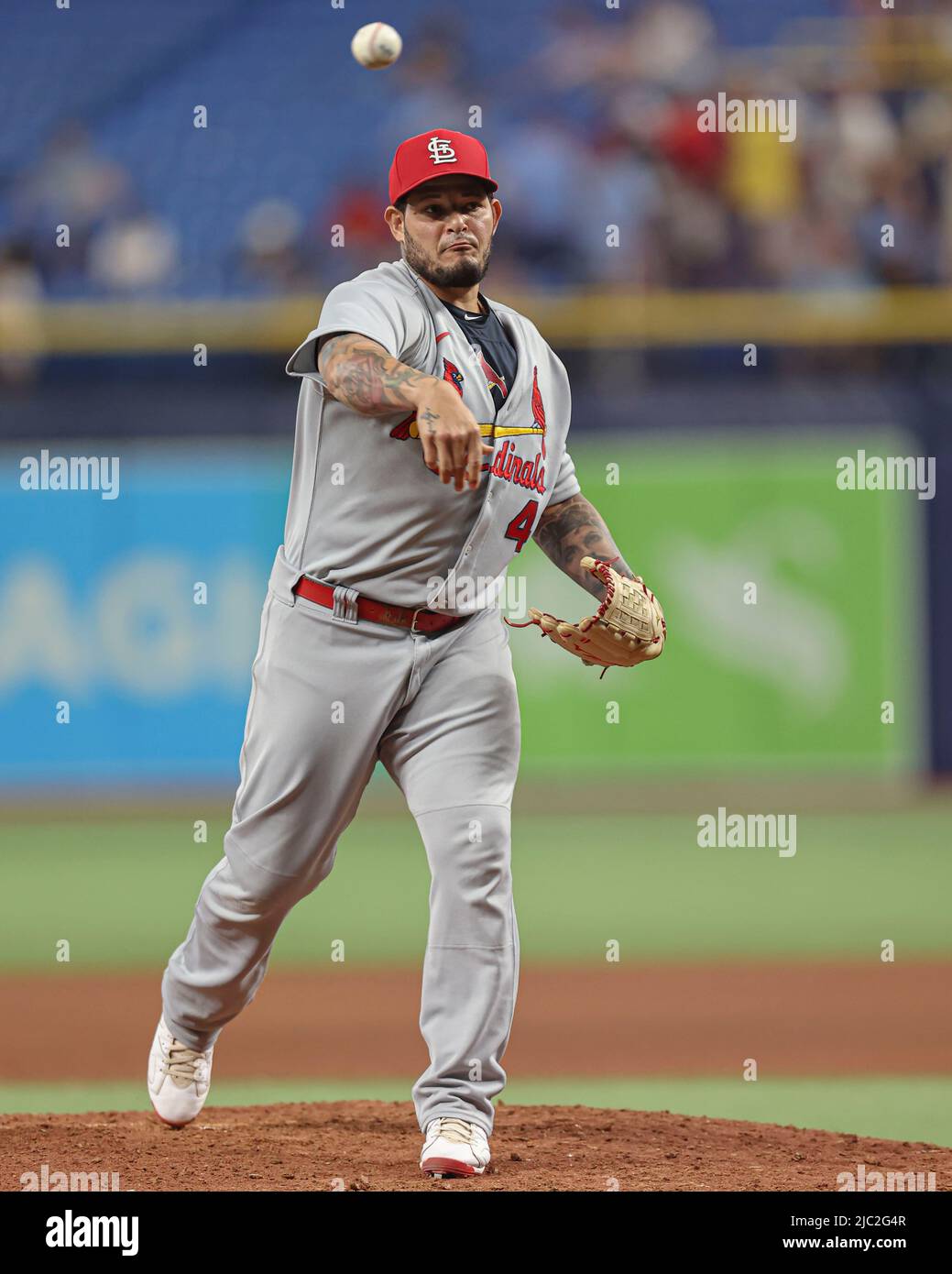 St. Petersburg, FL. USA; St. Louis Cardinals catcher Yadier Molina (4 ...