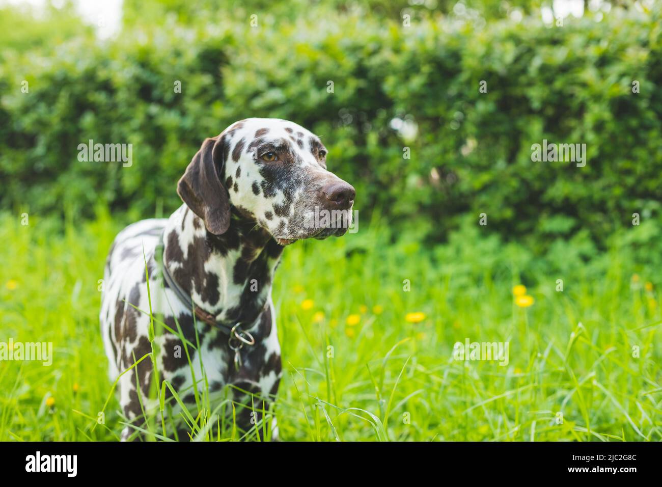 cute puppy Dalmatian for a walk in the Park portrait.Summer portrait of ...