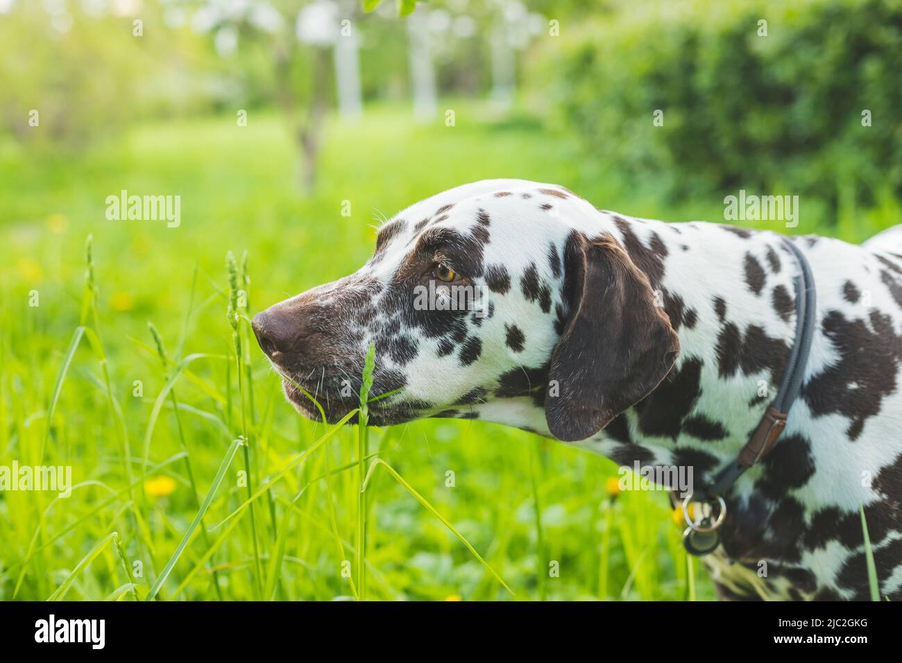 cute puppy Dalmatian for a walk in the Park portrait.Summer portrait of ...