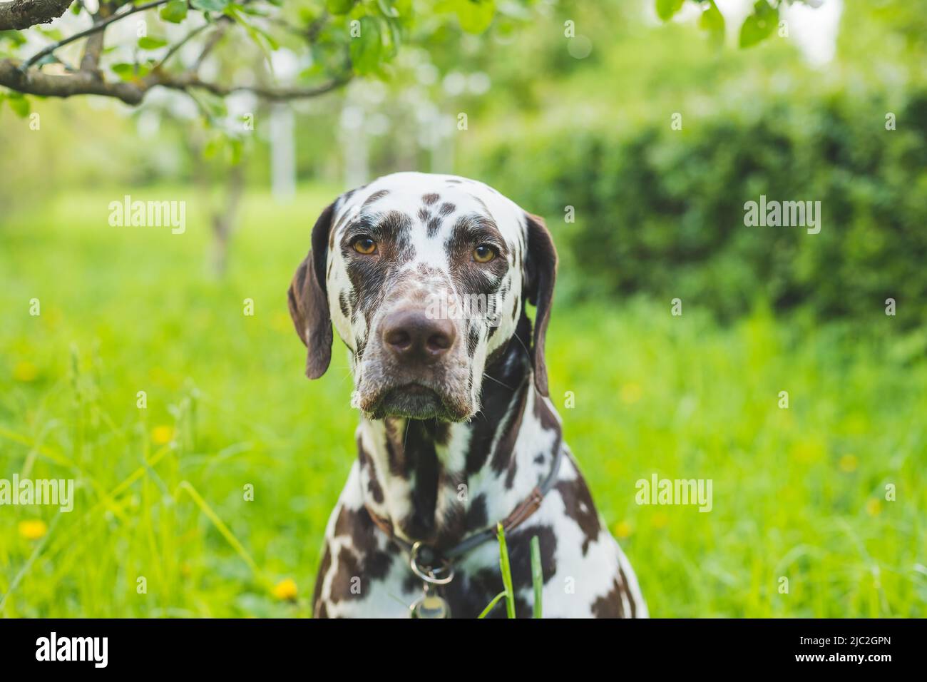 cute puppy Dalmatian for a walk in the Park portrait.Summer portrait of ...