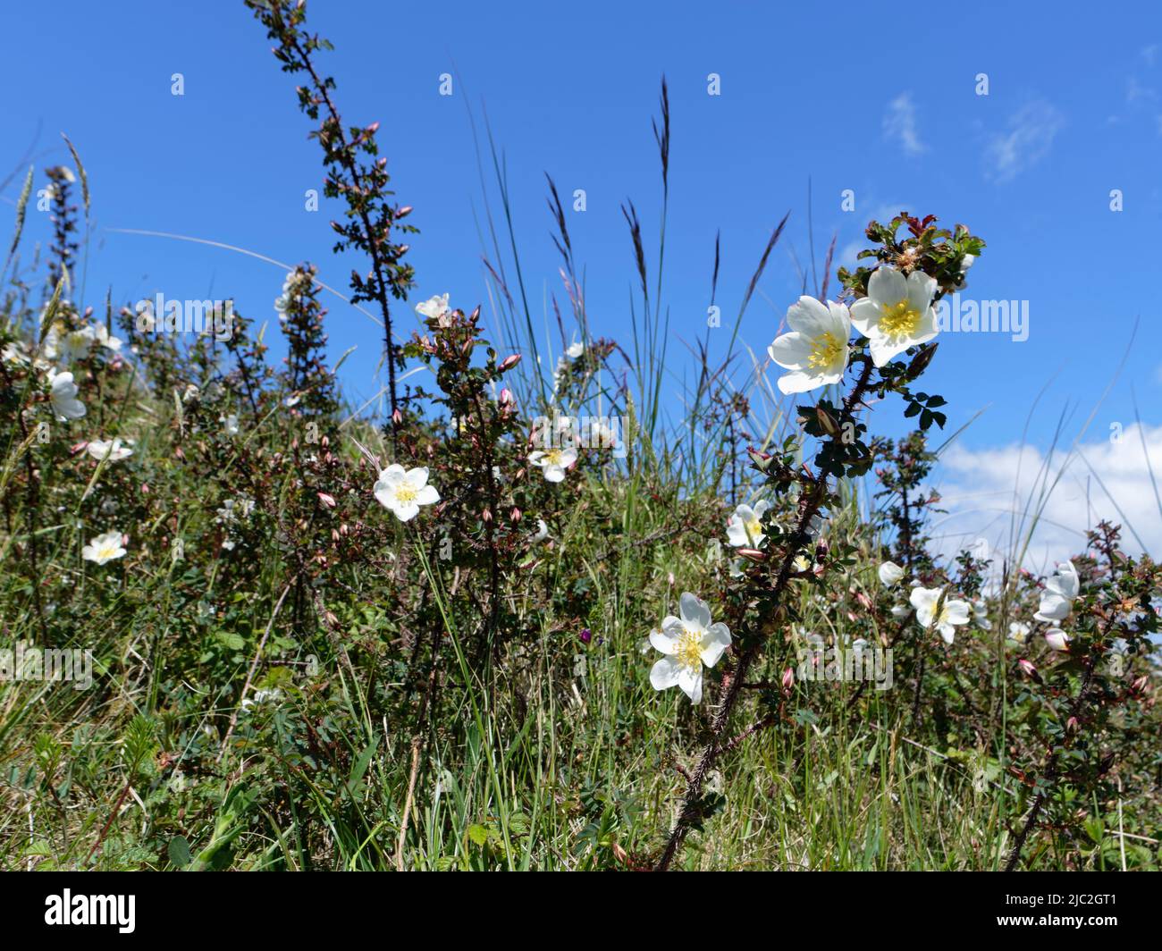 Burnet Rose (Rosa pimpinellifolia) flowering in profusion on coastal ...