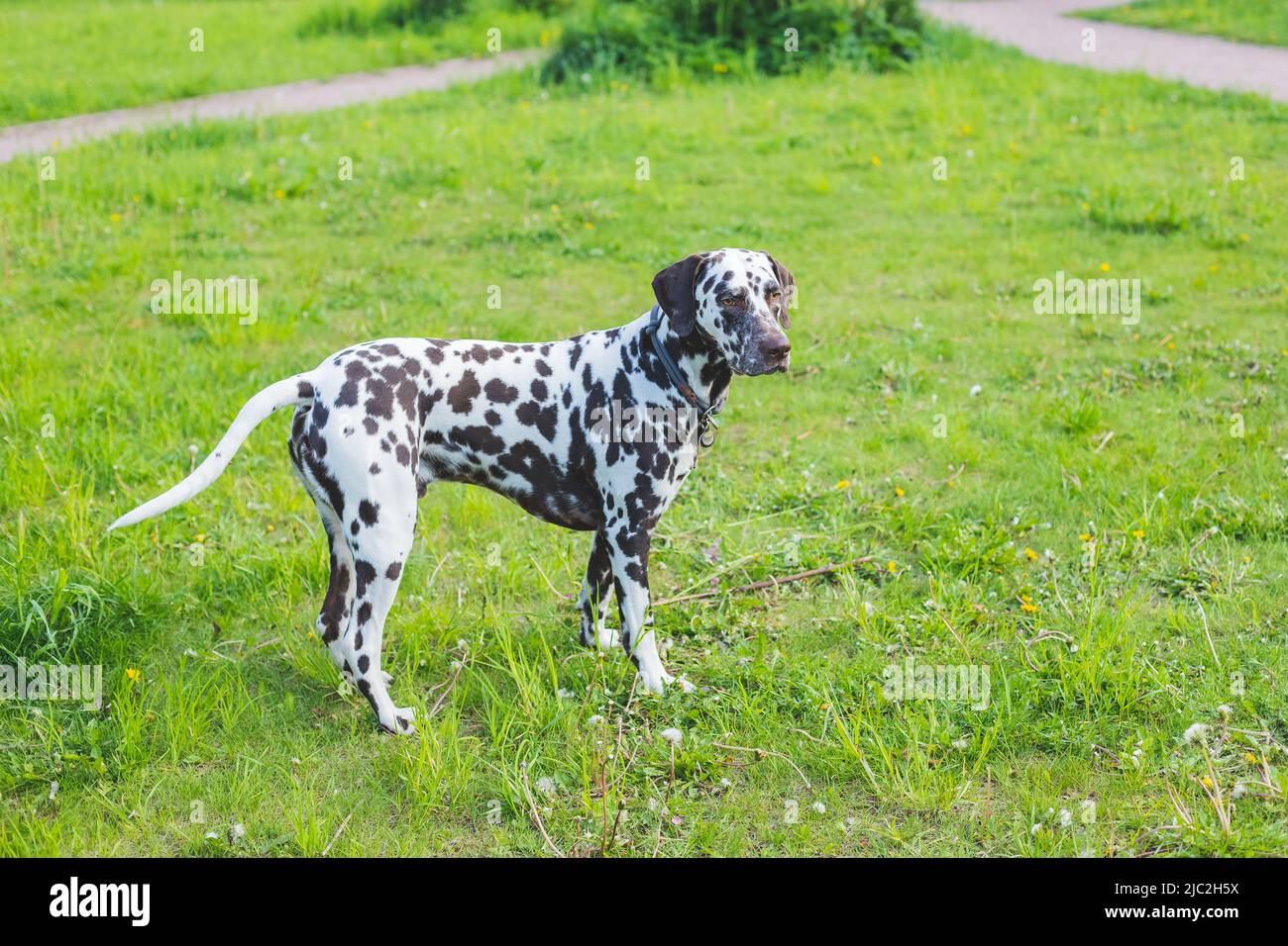 cute puppy Dalmatian for a walk in the Park portrait.Summer portrait of ...