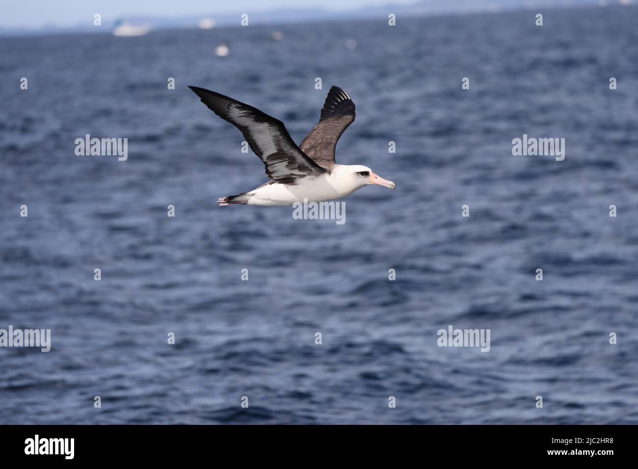 Laysan albatross (Diomedea immutabilis) in Japan Stock Photo - Alamy
