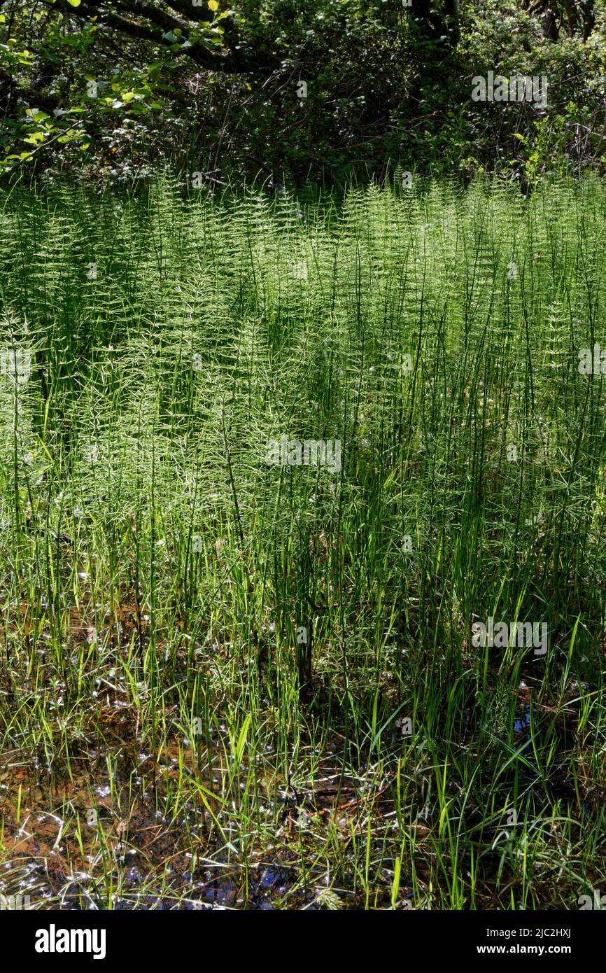 Common horsetail (Equisteum arvense) dense stand of sterile stems in ...