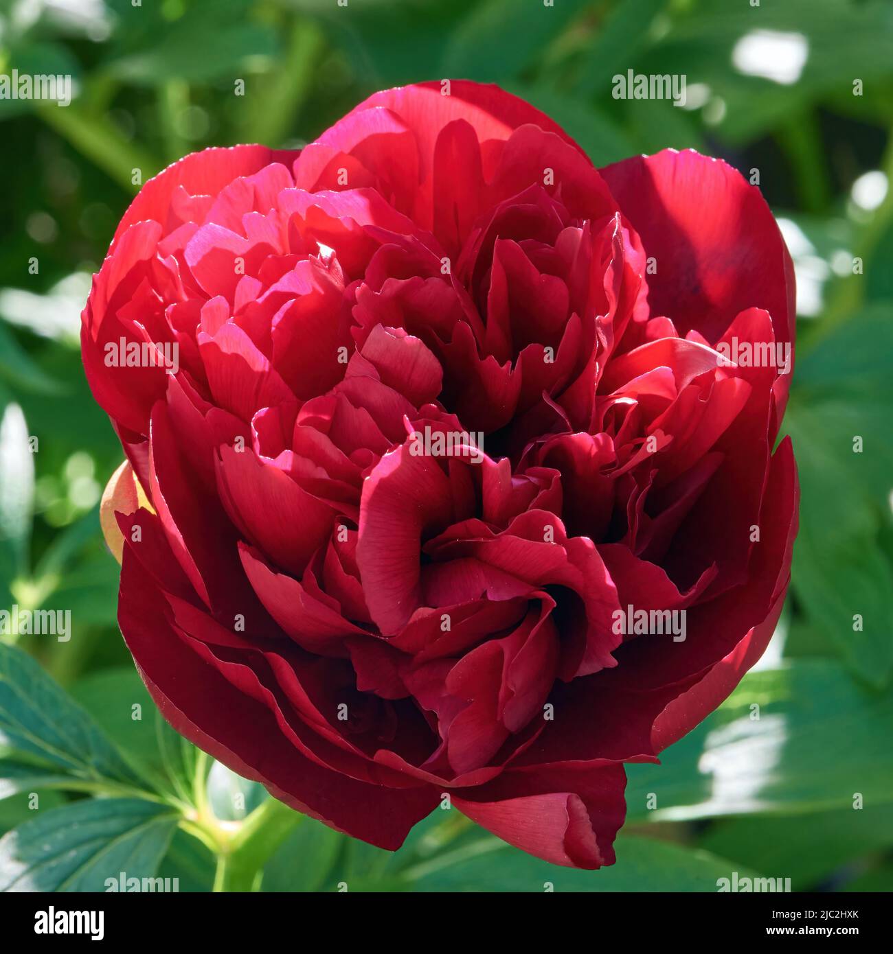 Scottish rose hi-res stock photography and images - Alamy