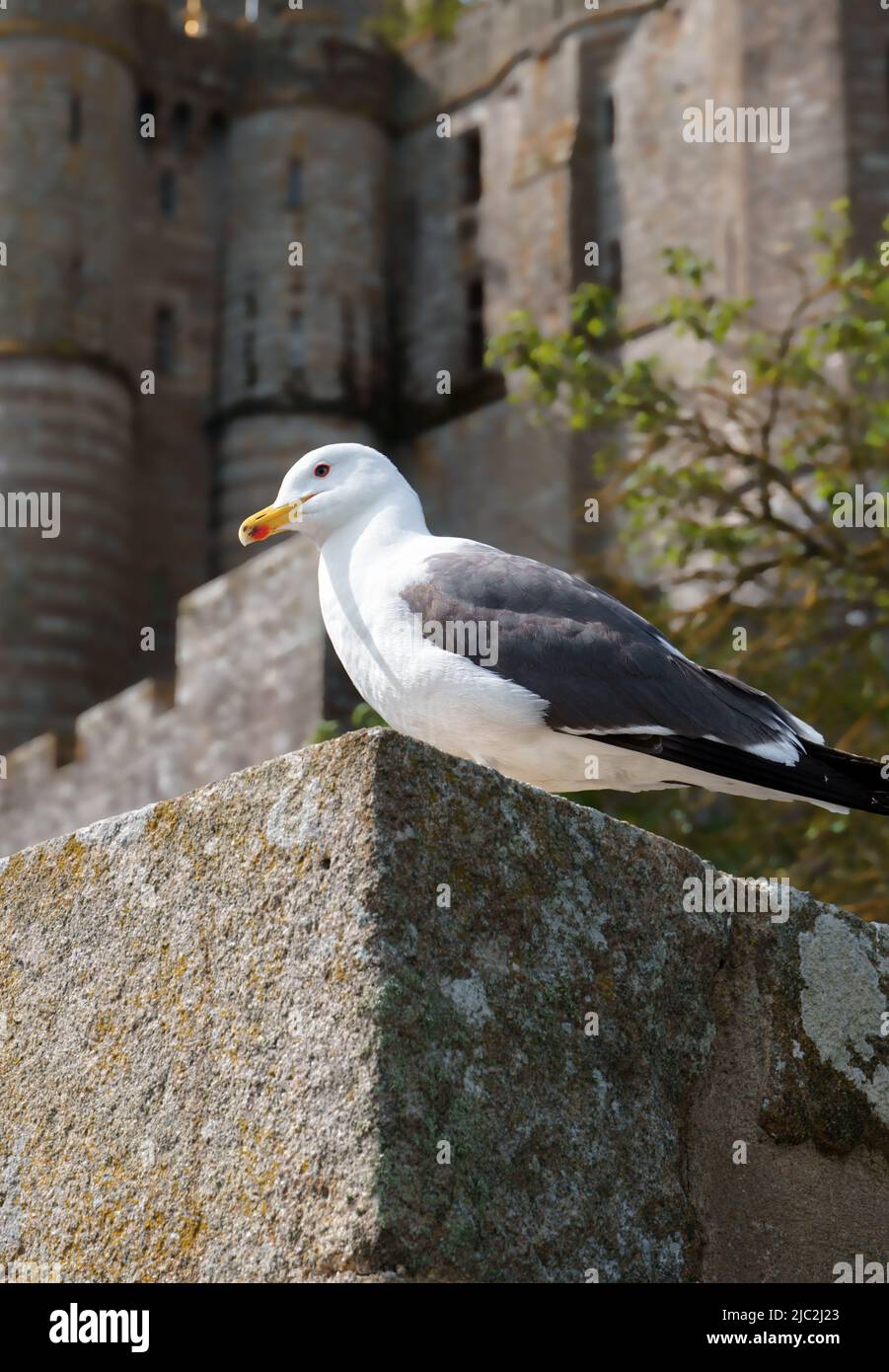 Seagull sits on a stone against the backdrop of the ancient fortress ...