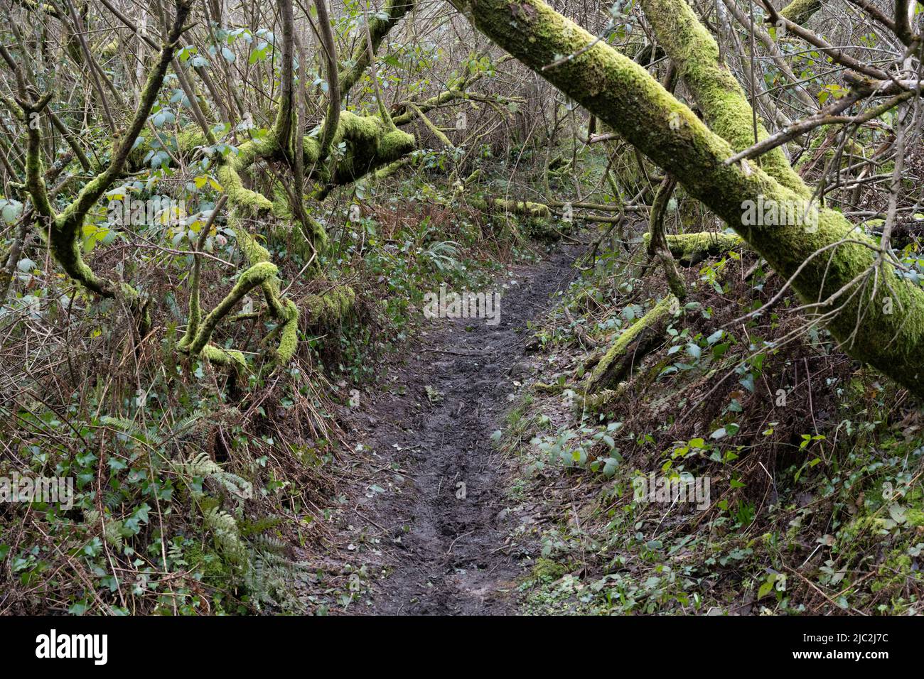 Woodland path, West Cornwall Stock Photo - Alamy