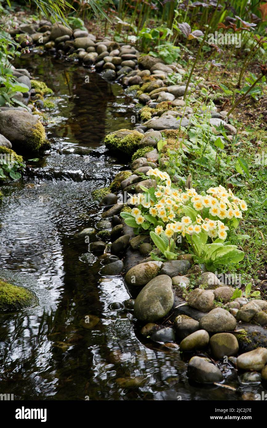 Wild primrosees growing by the waters edge Stock Photo - Alamy