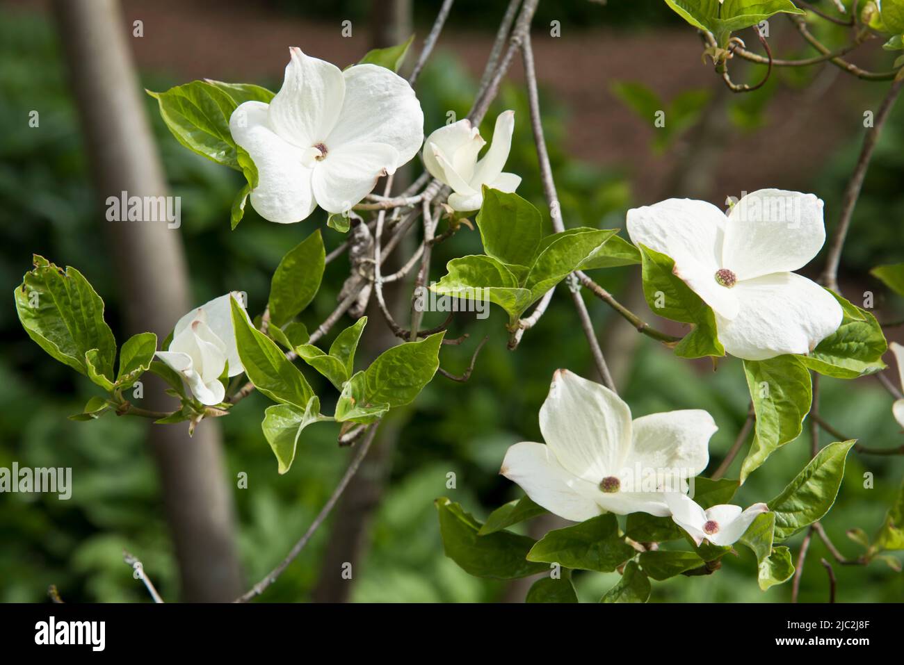 Cornus 'Eddie's white wonder' Stock Photo - Alamy