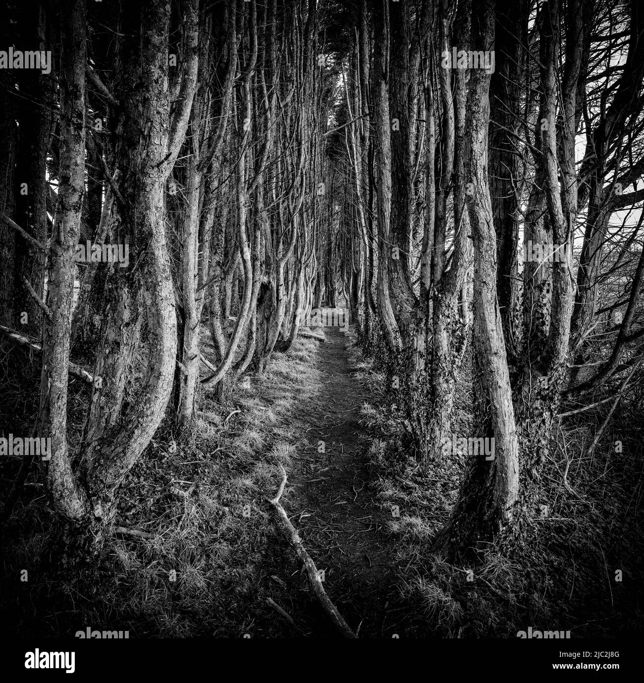 Woodland path, West Cornwall Stock Photo - Alamy
