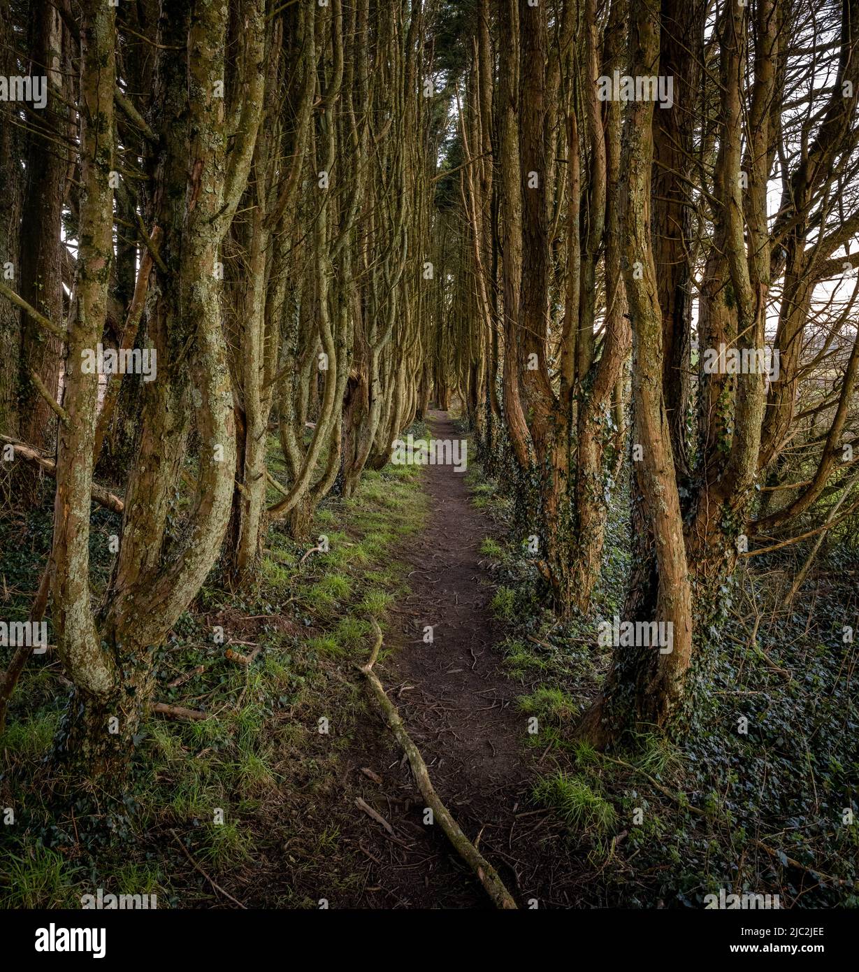Woodland path, West Cornwall Stock Photo - Alamy