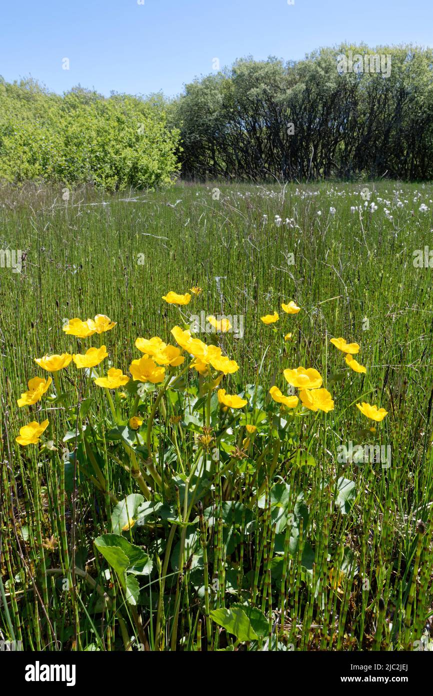Marsh marigold / King cup (Caltha palustris) clump flowering in ...