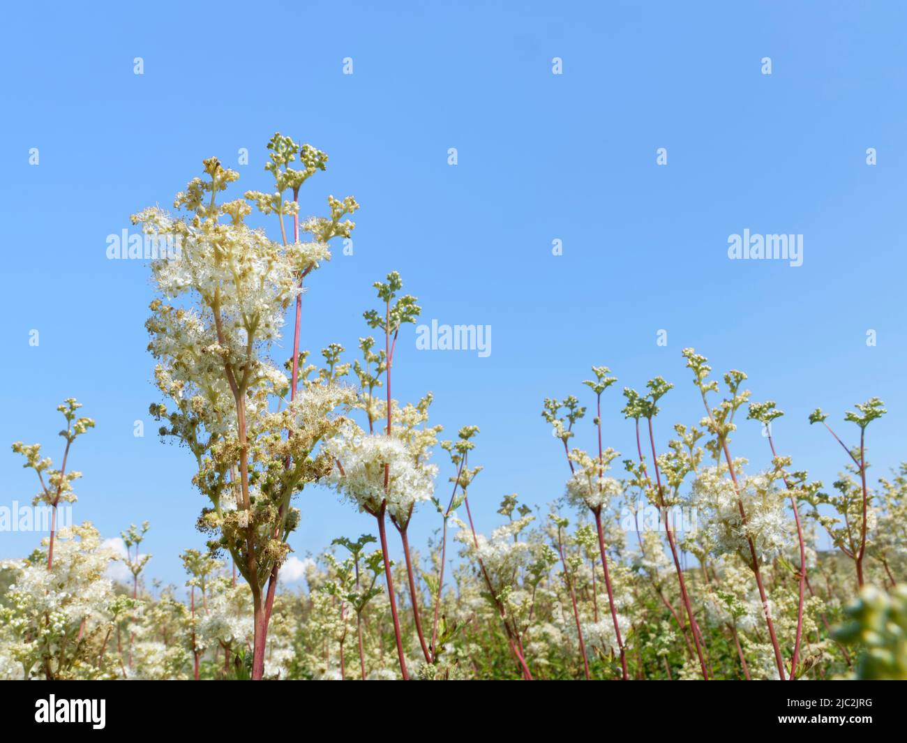 Dense stand of Meadowsweet (Filipendula ulmaria) flowering in a coastal ...
