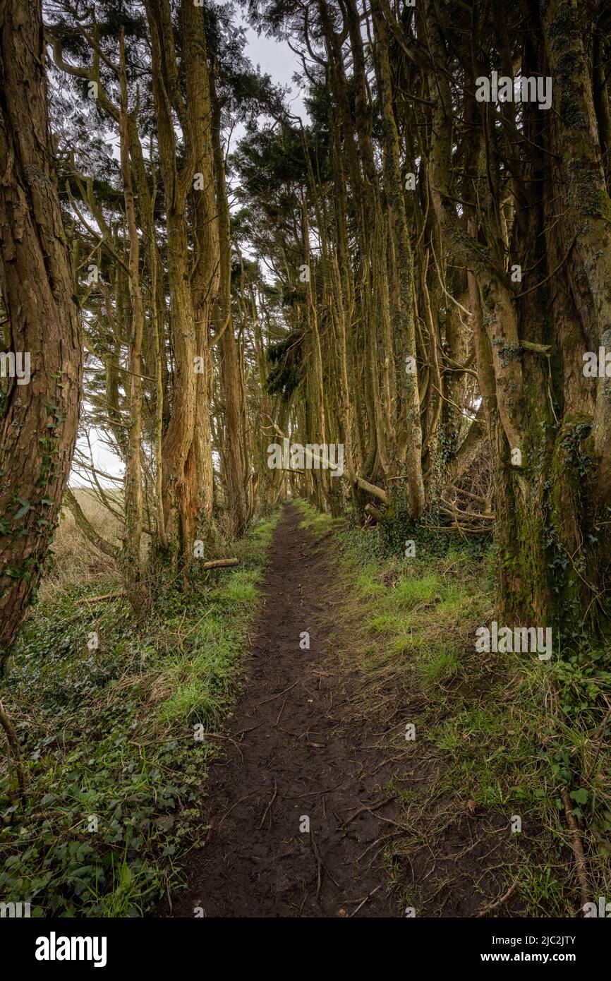 Woodland path, West Cornwall Stock Photo - Alamy