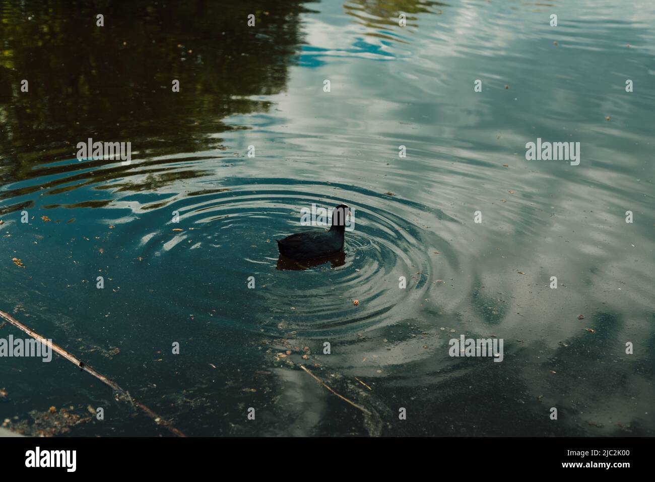 One wild duck swims off into the distance on the lake late at night ...