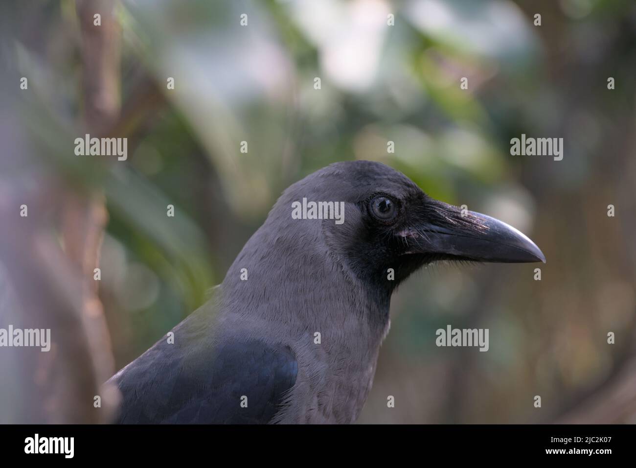 Close up of an Indian Grey Neck or common Crow Stock Photo - Alamy