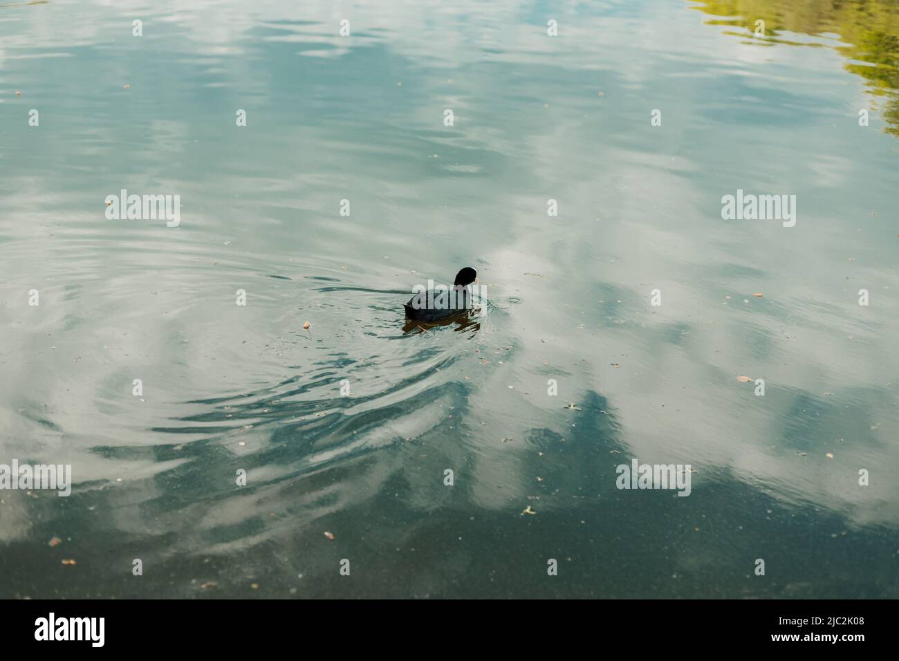 One wild duck swims off into the distance on the lake late at night ...
