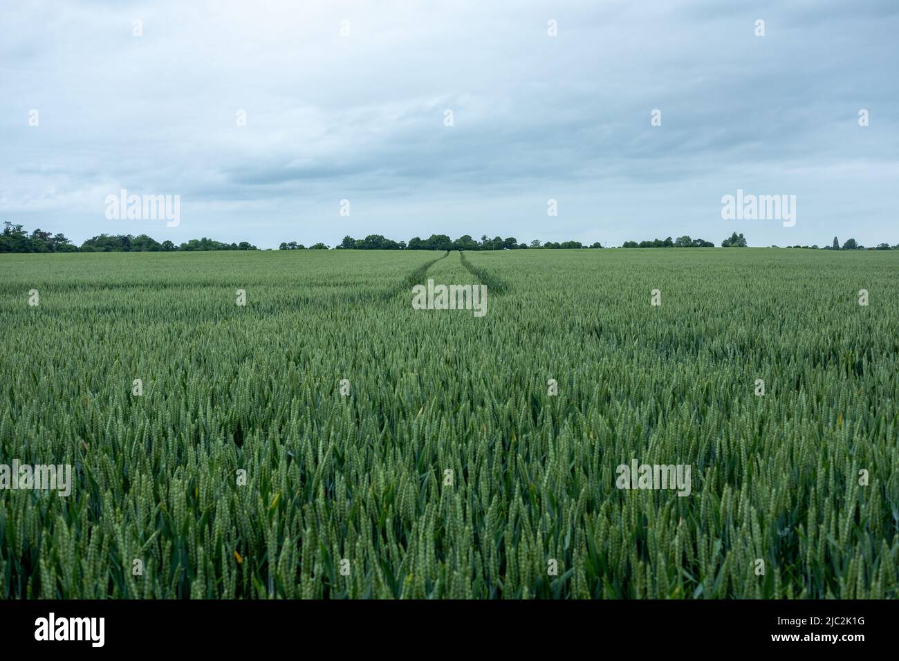 Wheatfield oxfordshire hi-res stock photography and images - Alamy