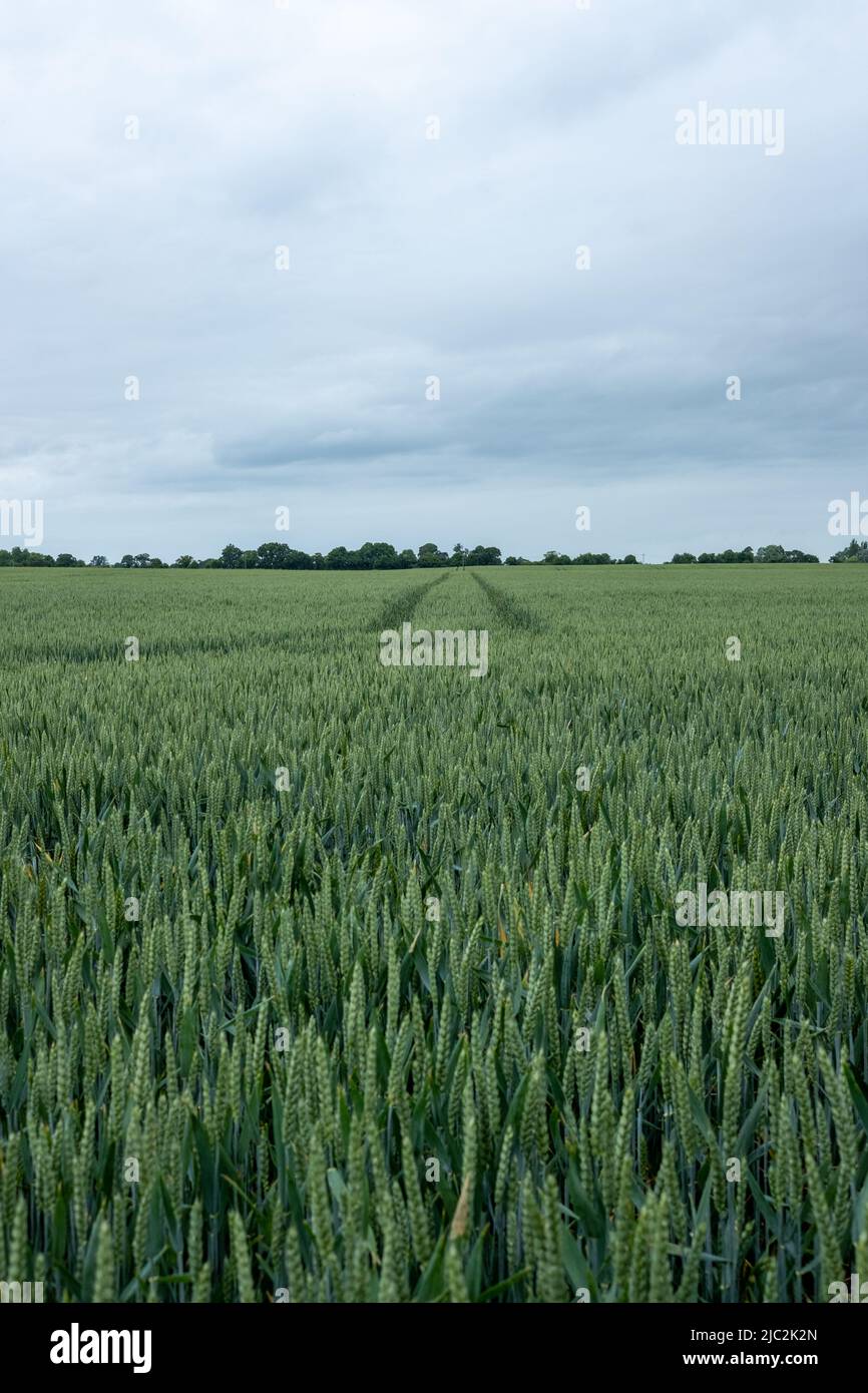 Wheatfield with tractor lines Stock Photo - Alamy