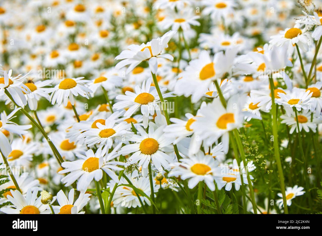 Field of daisy flowers. Beautiful meadow. Summer background Stock Photo ...