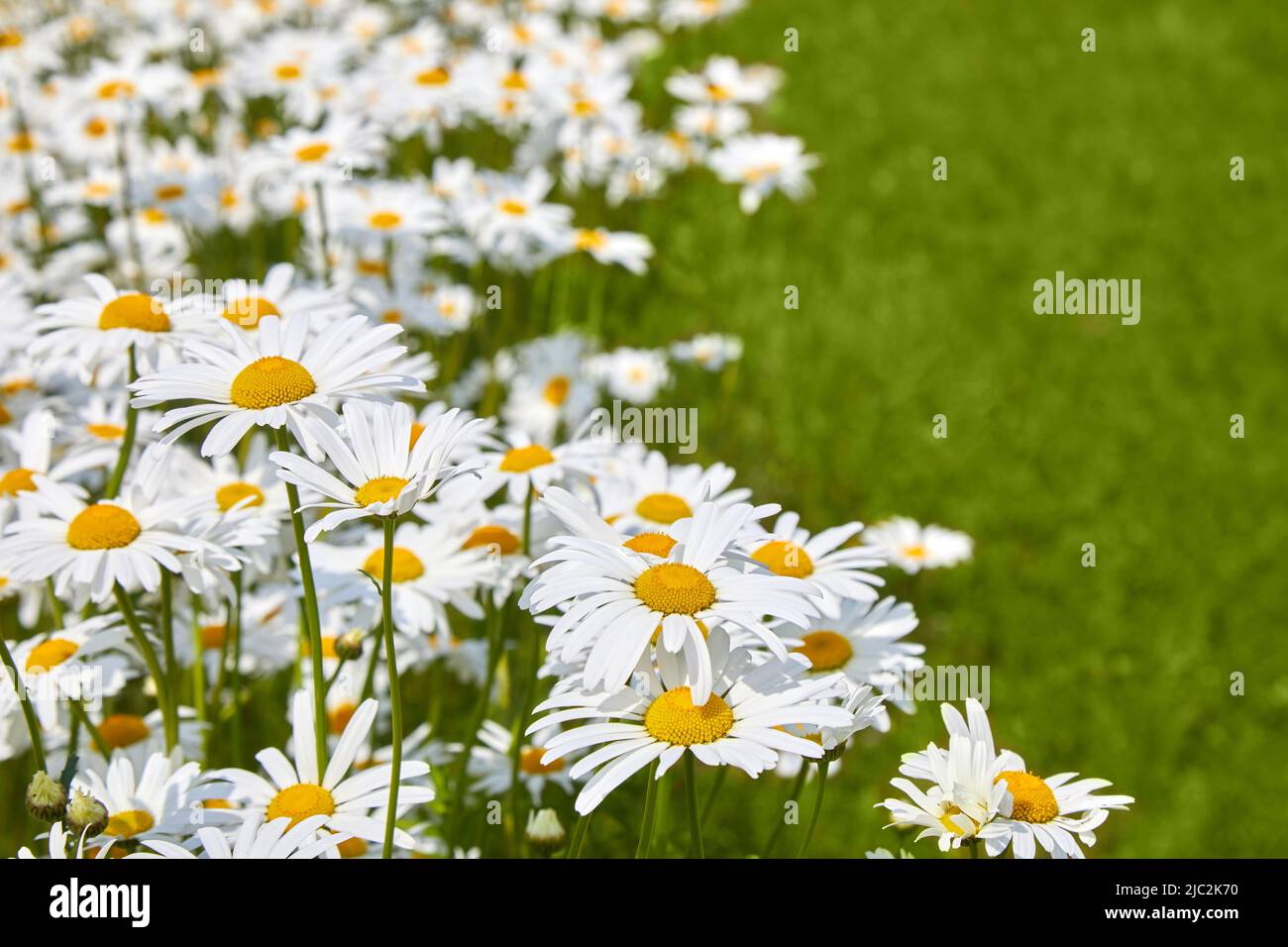 Field of daisy flowers. Beautiful meadow. Summer background Stock Photo ...