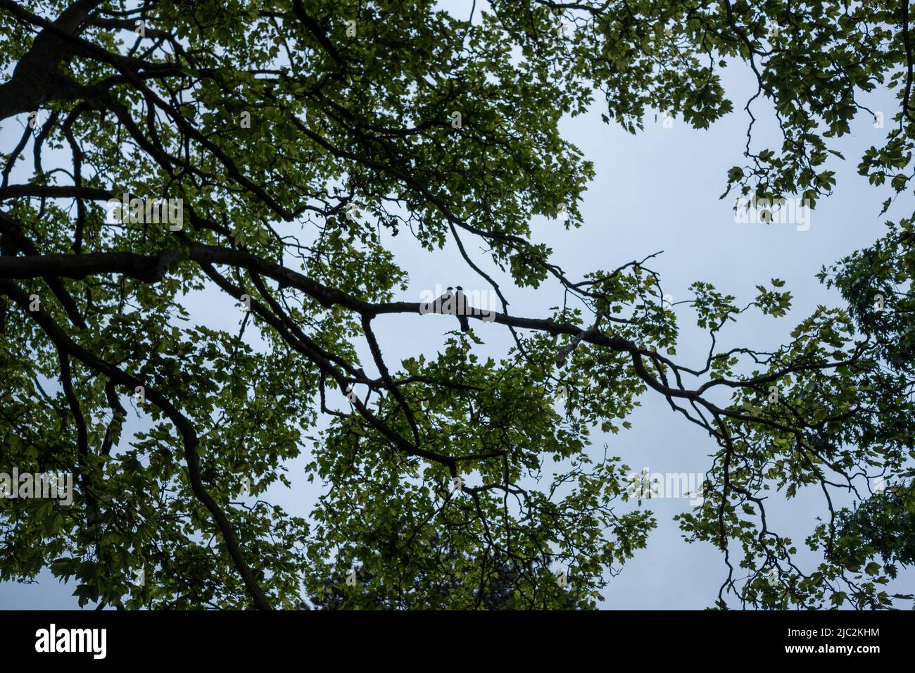 Two pidgeons in a tree kissing Stock Photo - Alamy