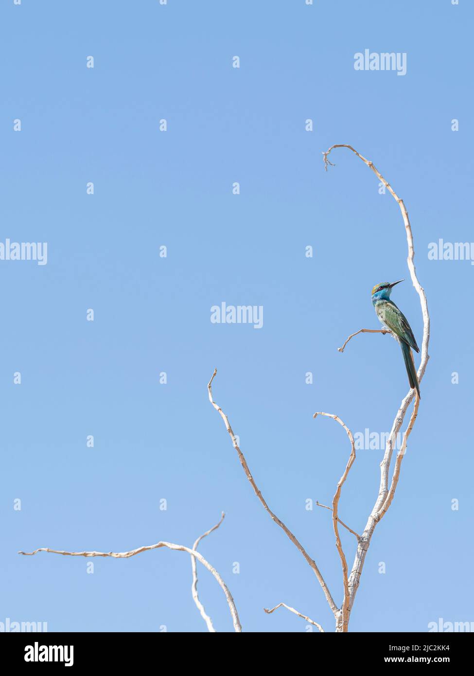 Colorful Bird standing on a brach in the desert, United Arab Emirates ...
