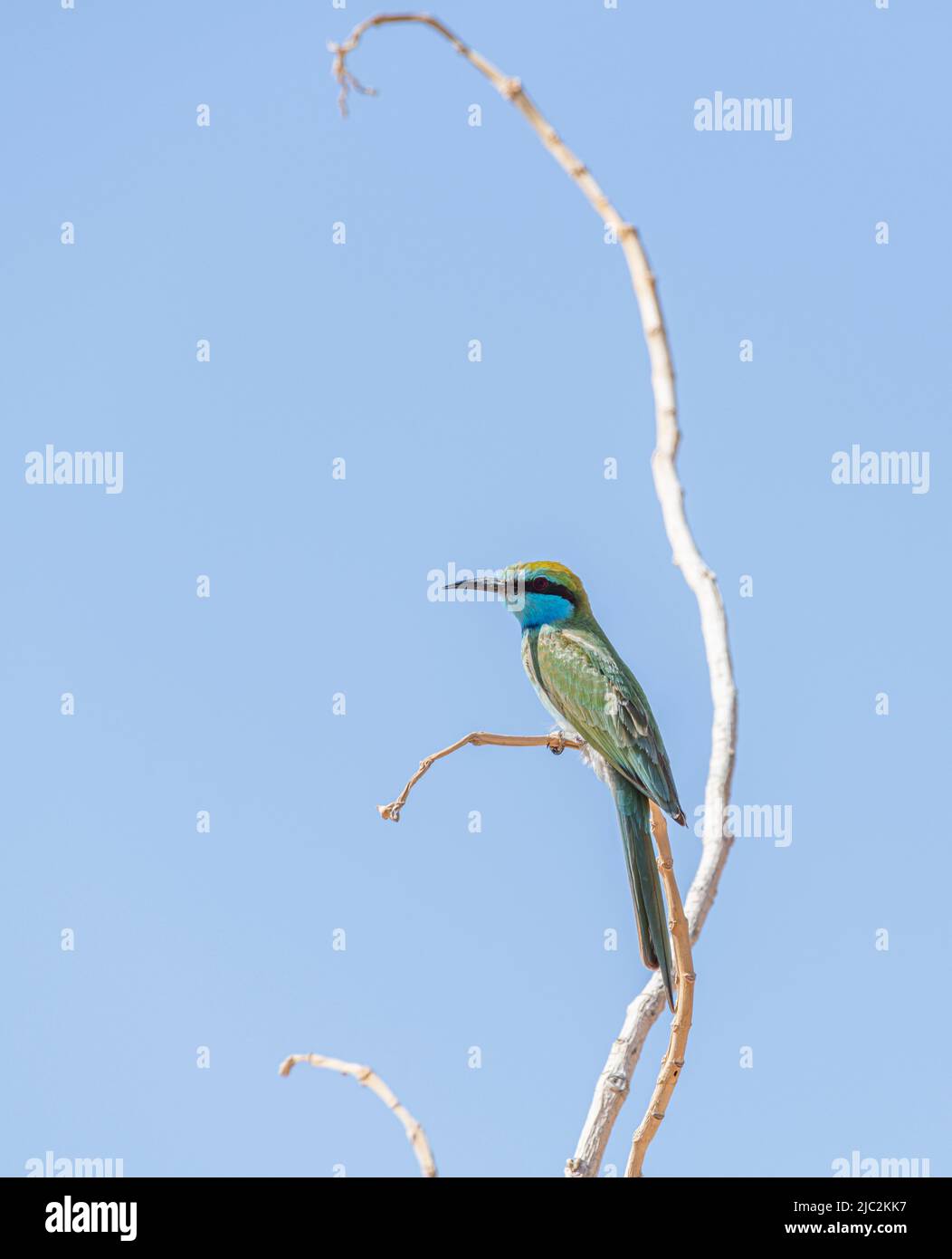 Colorful Bird standing on a brach in the desert, United Arab Emirates ...