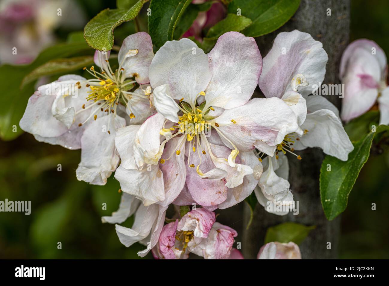 Flowers of Marilee Crabapple (Malus ‘Jarmin’ Stock Photo - Alamy