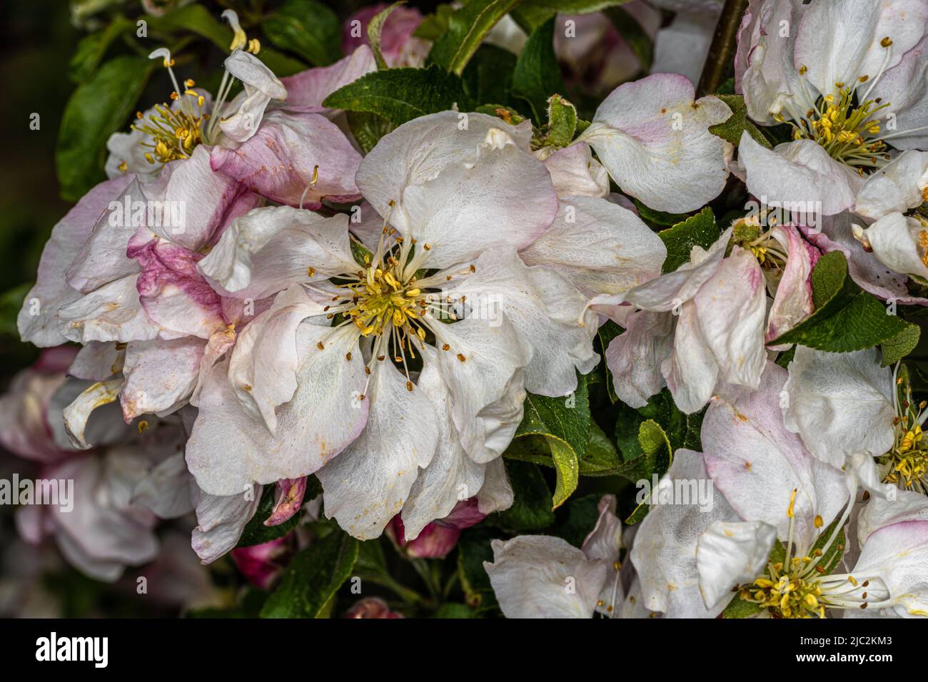 Flowers of Marilee Crabapple (Malus ‘Jarmin’ Stock Photo - Alamy
