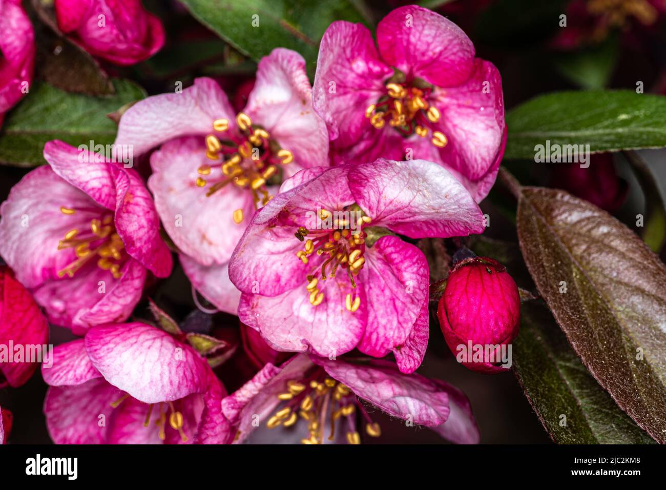 Flowers of Sargent Crabapple (Malus sargentii ‘Candymint’ Stock Photo ...