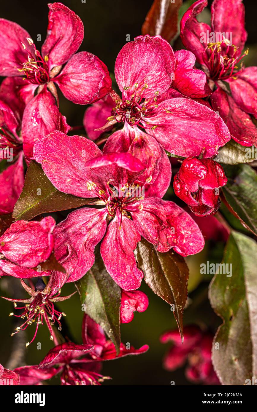 Flowers of Crabapple (Malus ‘Royalty’ Stock Photo - Alamy