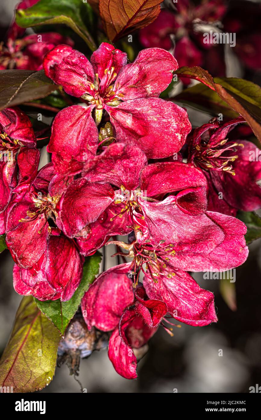 Flowers of Crabapple (Malus ‘Royalty’ Stock Photo - Alamy