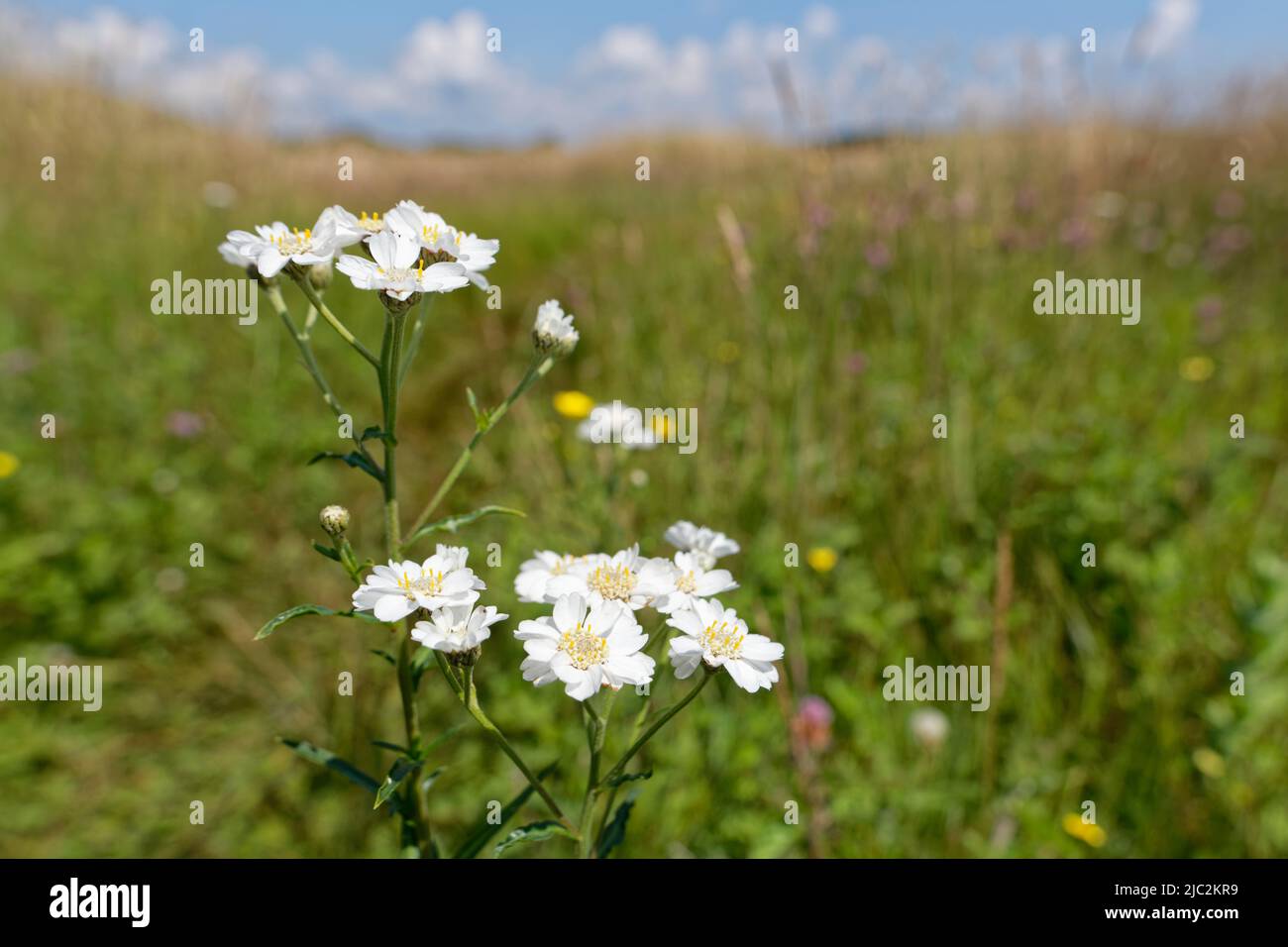 Sneezewort (Achillea ptarmica) flowering in a coastal sand dune slack ...