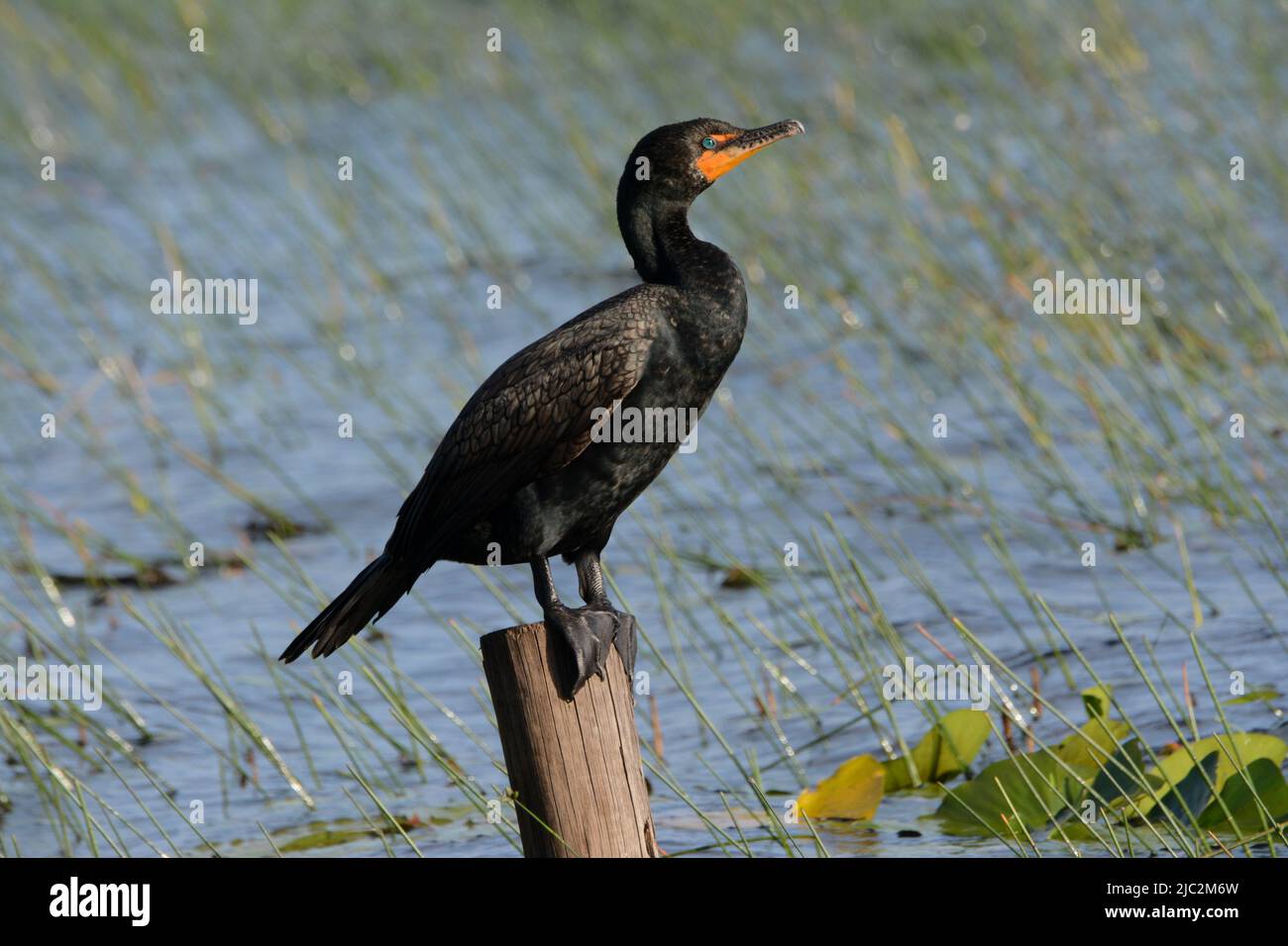 Double-crested Cormorant (Nannopterum auritum) from Walton County ...