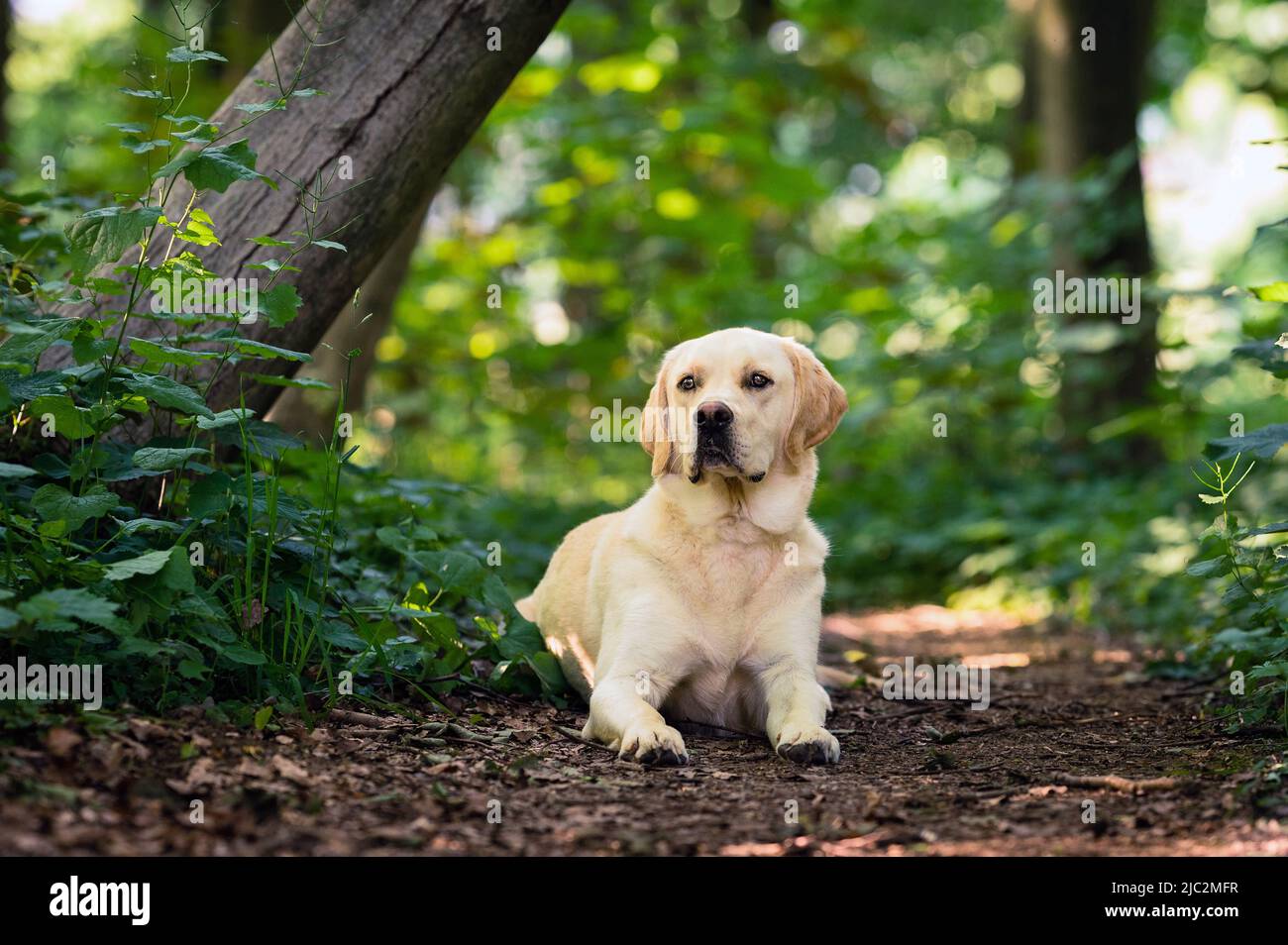 Male Labrador Golden Retriever crossbreed in the forest Stock Photo - Alamy