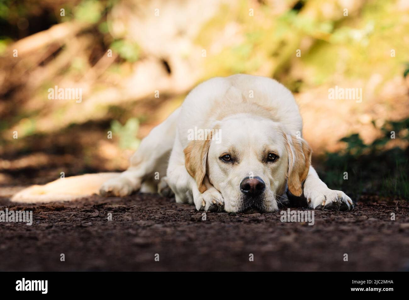 Male Labrador Golden Retriever crossbreed in the forest Stock Photo - Alamy