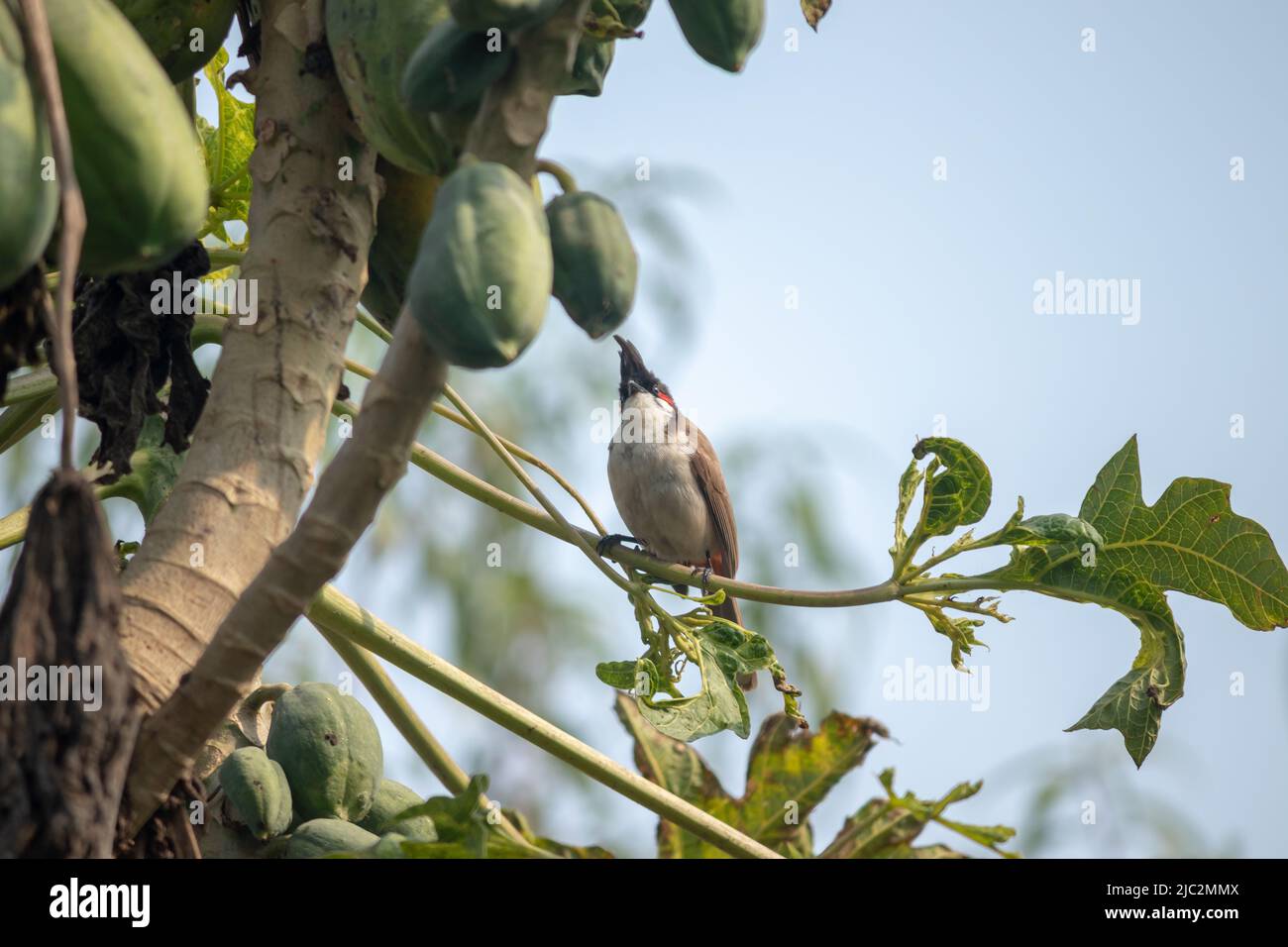 A red velvet bulbul sitting at the leaf of papaya plant Stock Photo - Alamy