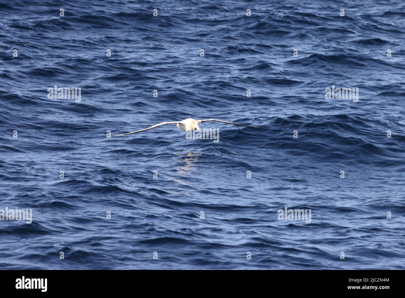 Short-tailed albatross (Diomedea albatrus) in Japan Stock Photo - Alamy