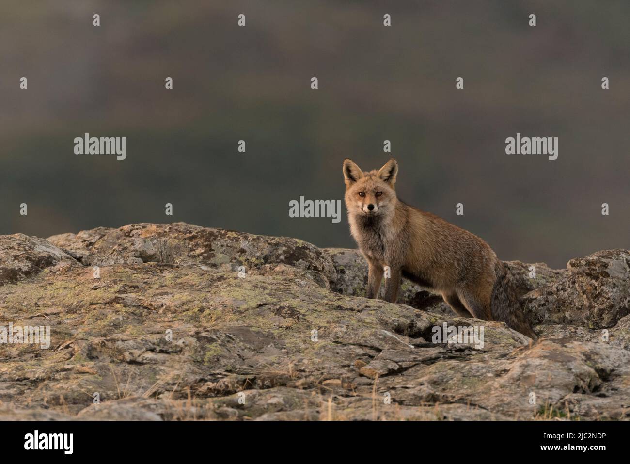 Red fox in forest photo and image hi-res stock photography and images ...