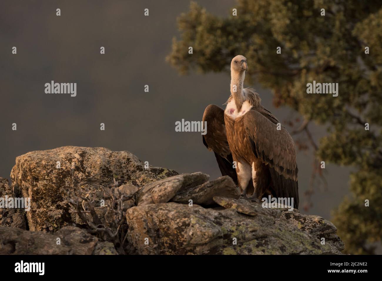 Biodiversity biology bird hi-res stock photography and images - Alamy
