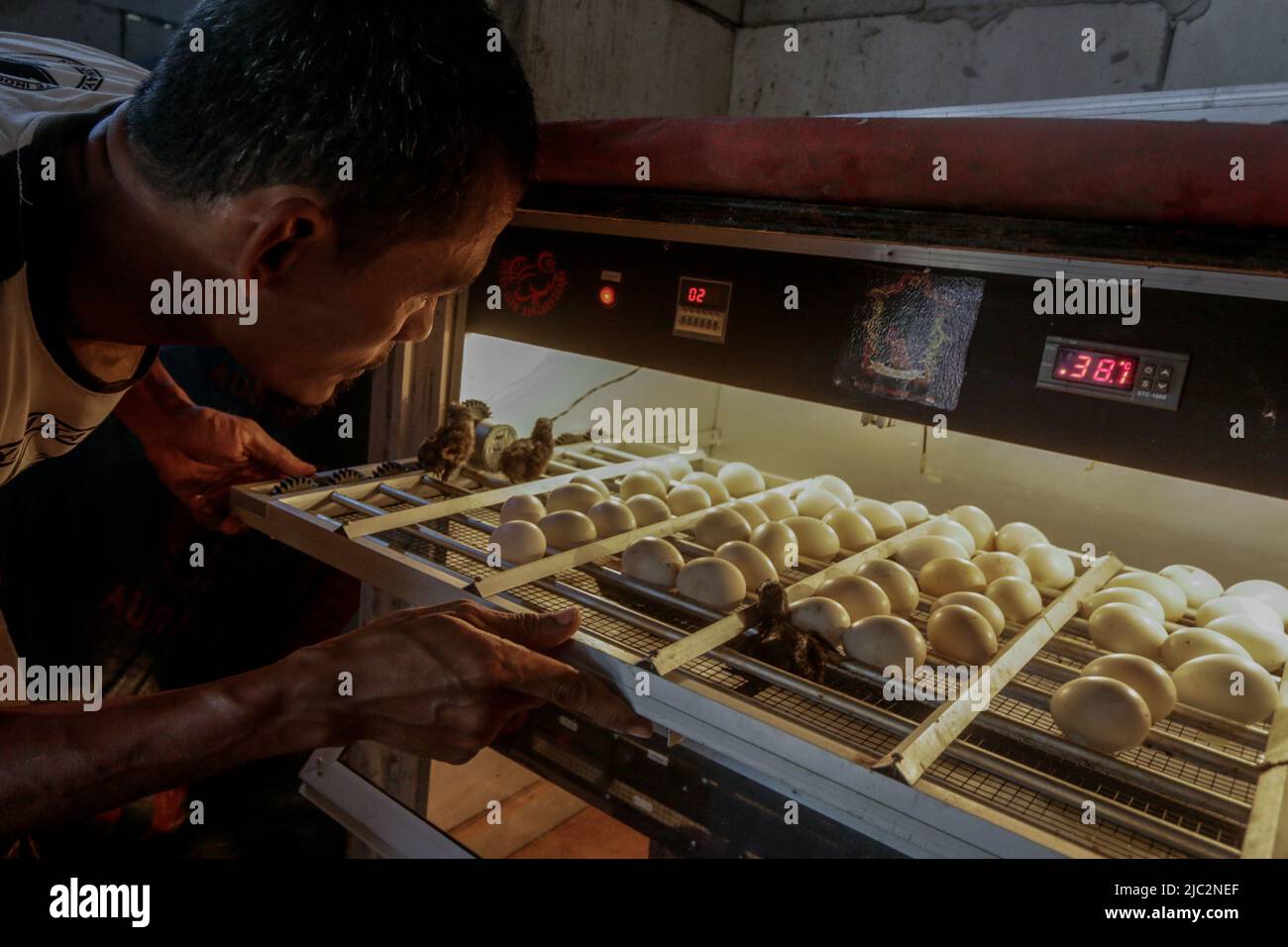 Ayam cemani eggs hi-res stock photography and images - Alamy