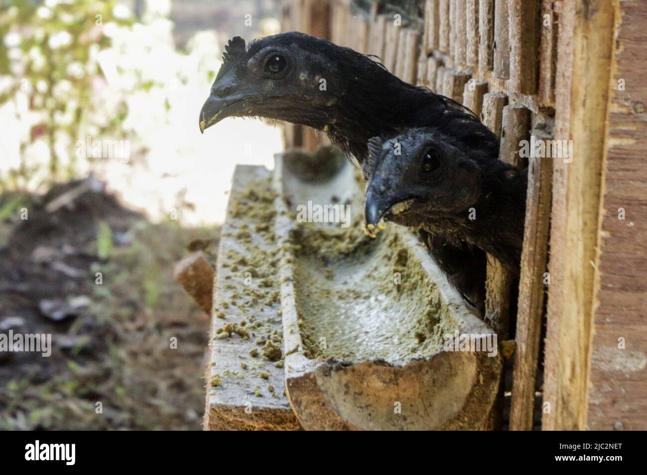 Ayam Cemani Blood