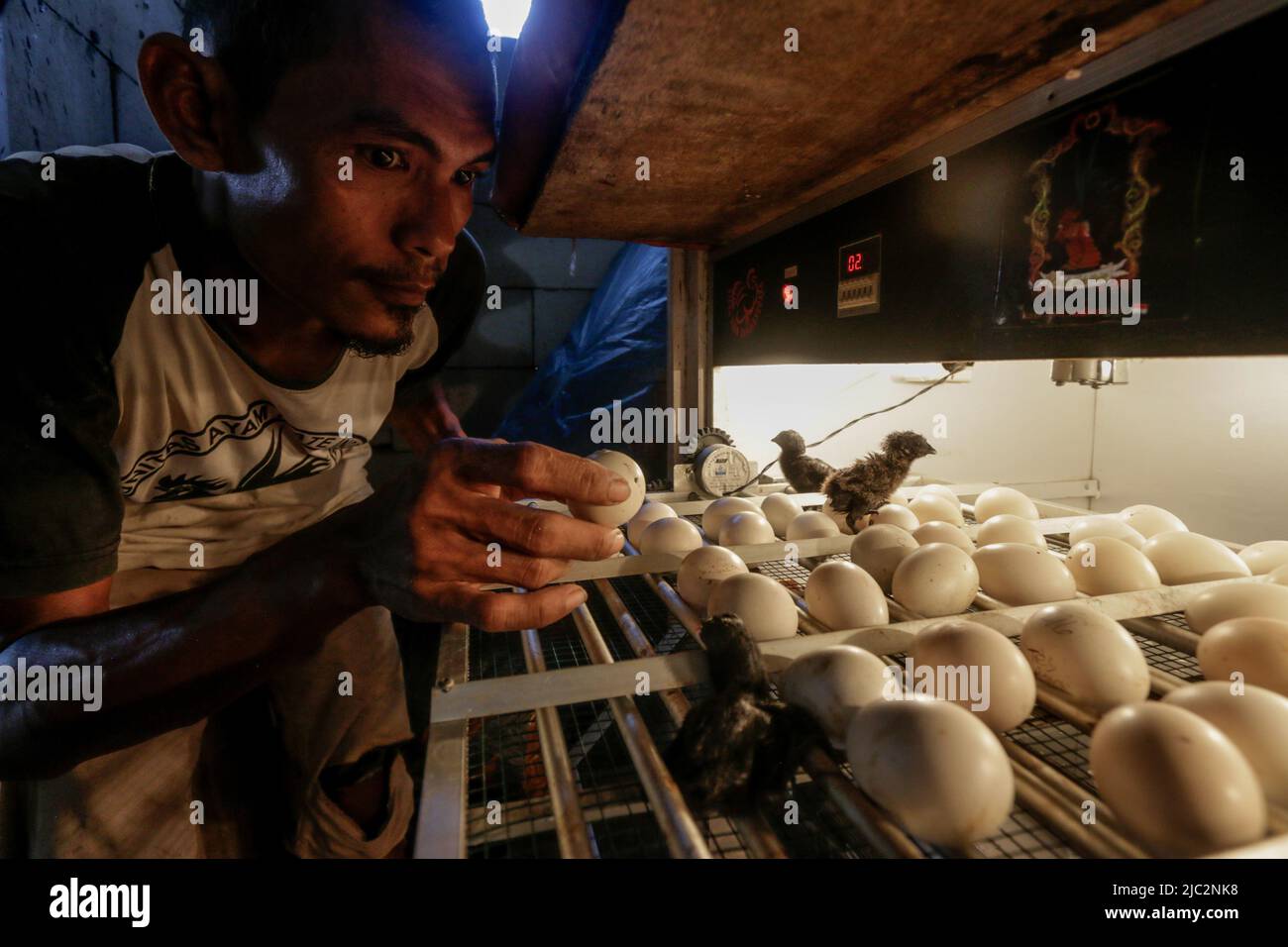 A man sort eggs Ayam Cemani bred inside an incubator at a small farm in ...