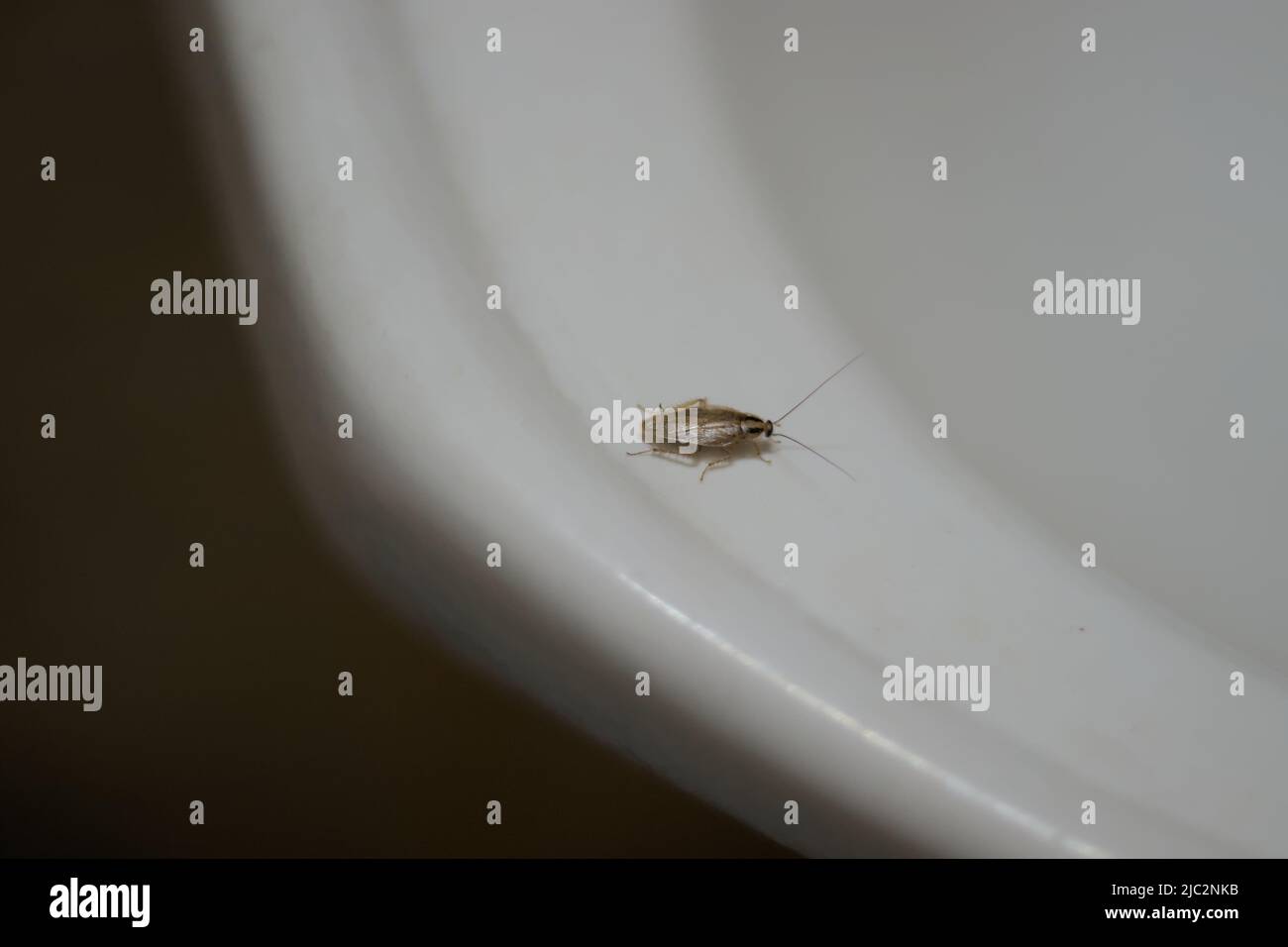 Tiny German cockroach landed on wash basin Stock Photo - Alamy